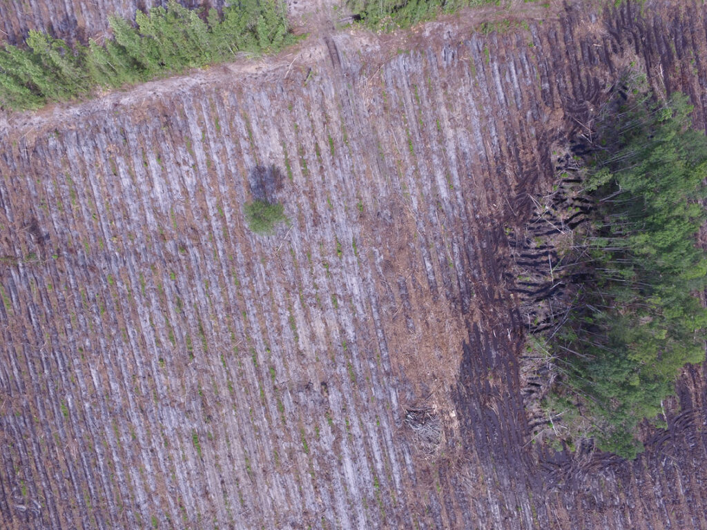 Drones and Imagery Bring Precision Agriculture Concepts to Forestry ...