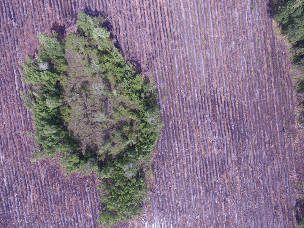 Drones and Imagery Bring Precision Agriculture Concepts to Forestry ...