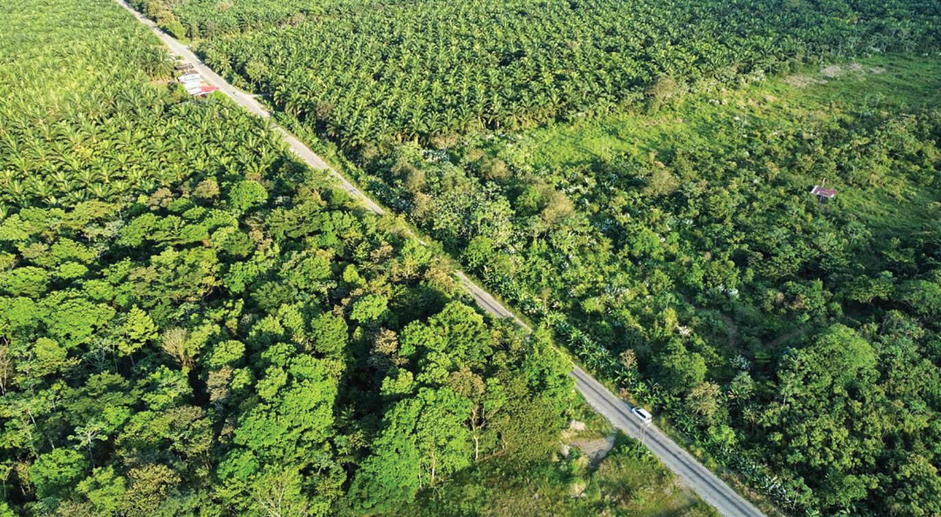 Digital Twins Open Up New Possibilities For Rainforest Conservation ...